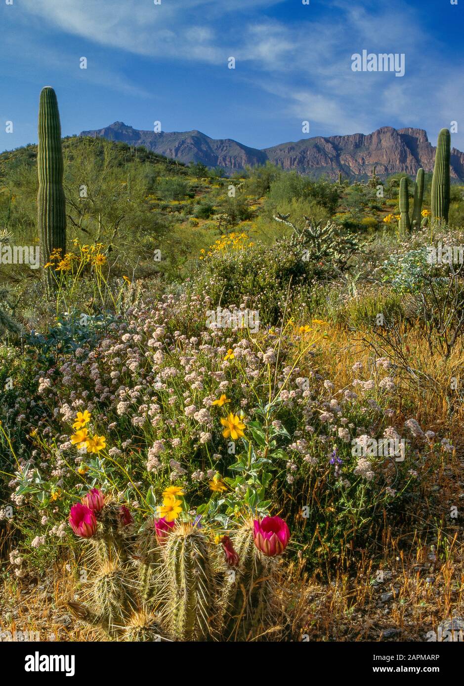 Arizona wildflowers hi-res stock photography and images - Alamy