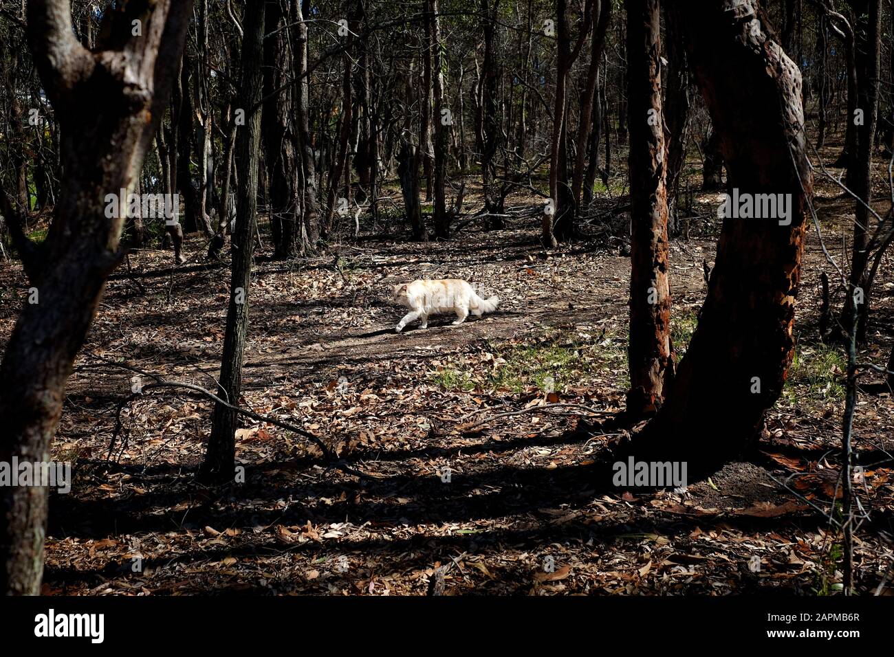 Australian Bushland Stock Photos & Australian Bushland Stock Images - Alamy