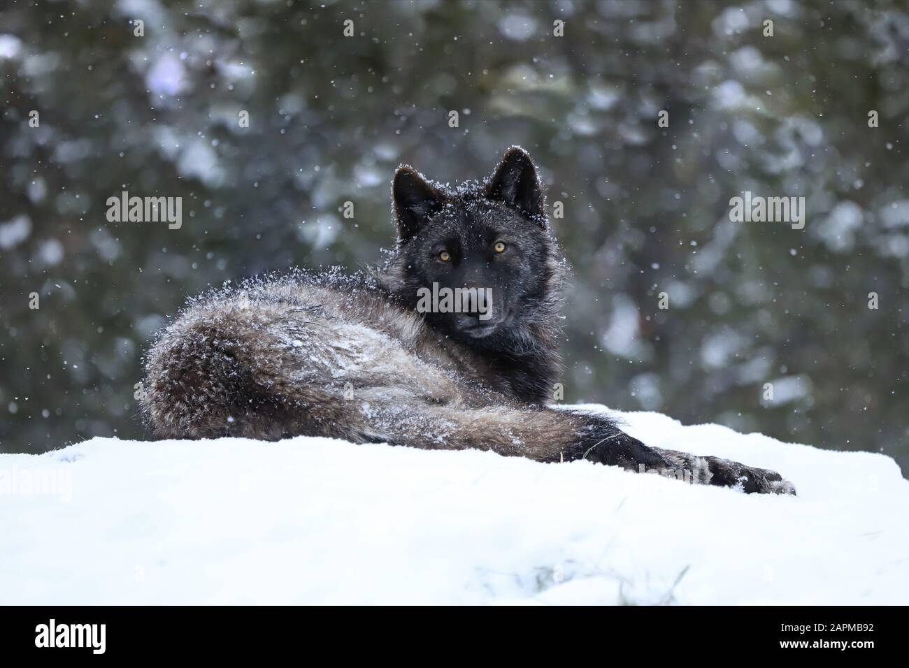 Black wolf hi-res stock photography and images - Alamy