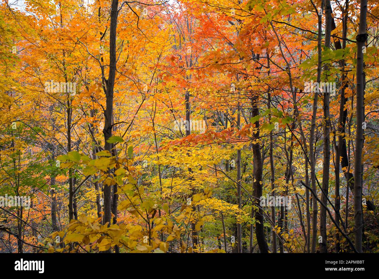 Fall / autumn forest landscape featuring changing colours in ...
