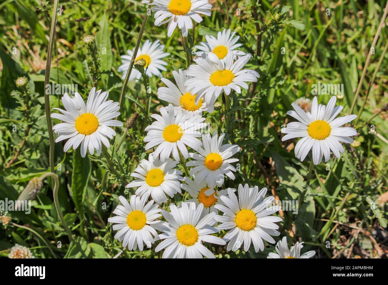 Field full of Common daisy Stock Photo - Alamy