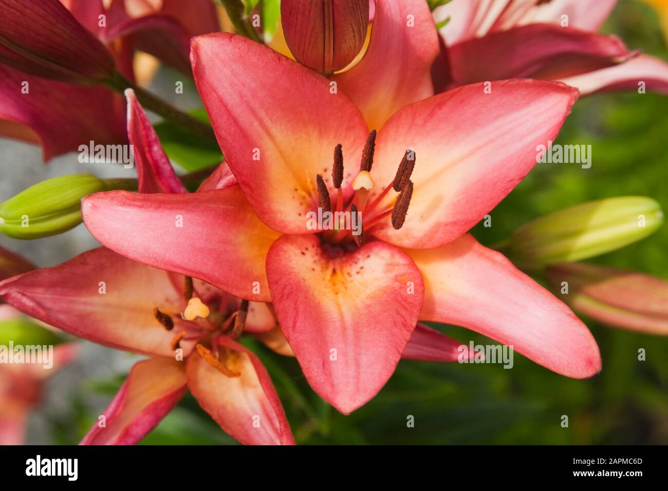 Liliums in garden hi-res stock photography and images - Alamy