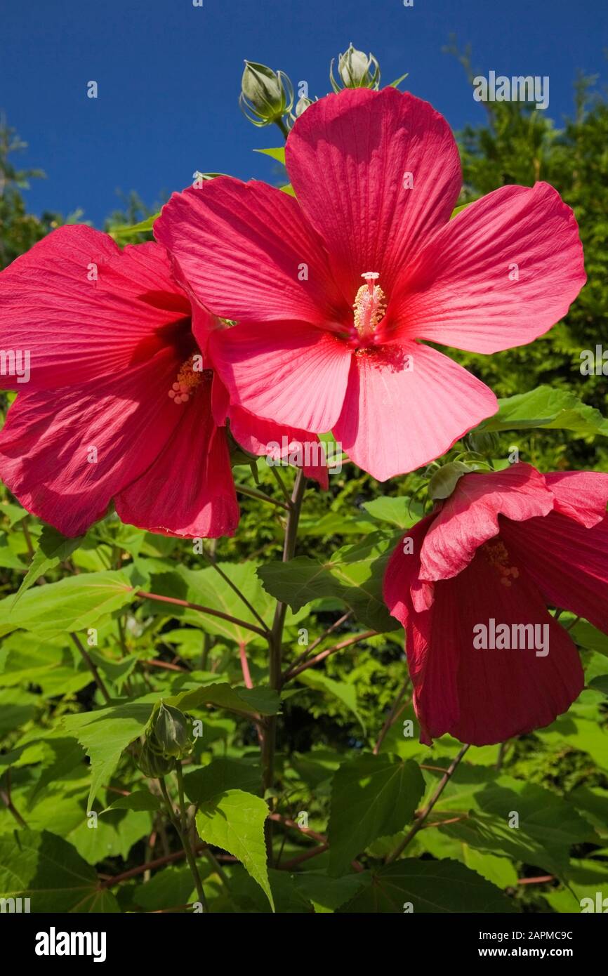 Close-up of crimson Hibiscus 'Moy Grande' flowers in summer Stock Photo ...