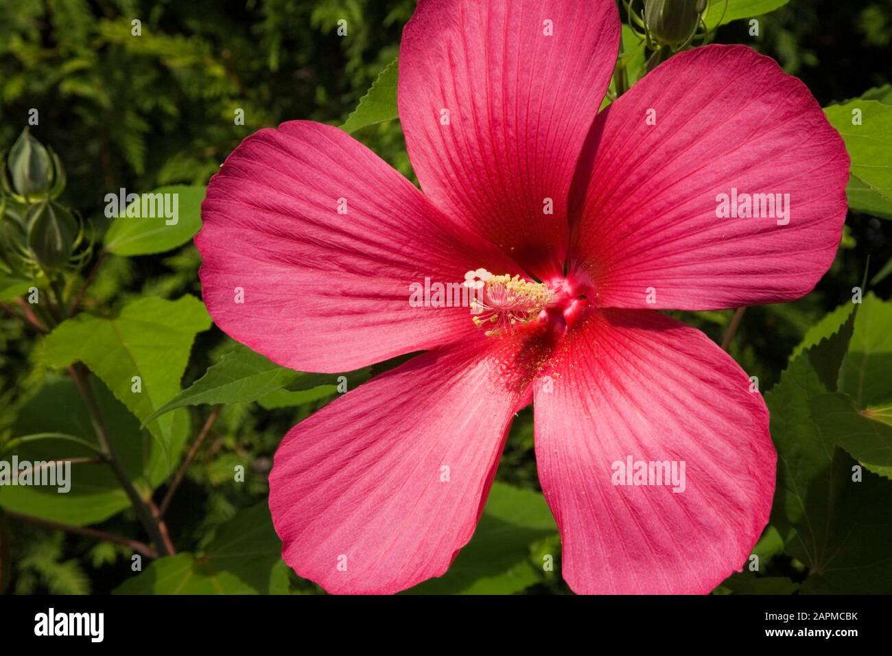 Moy grande hi-res stock photography and images - Alamy