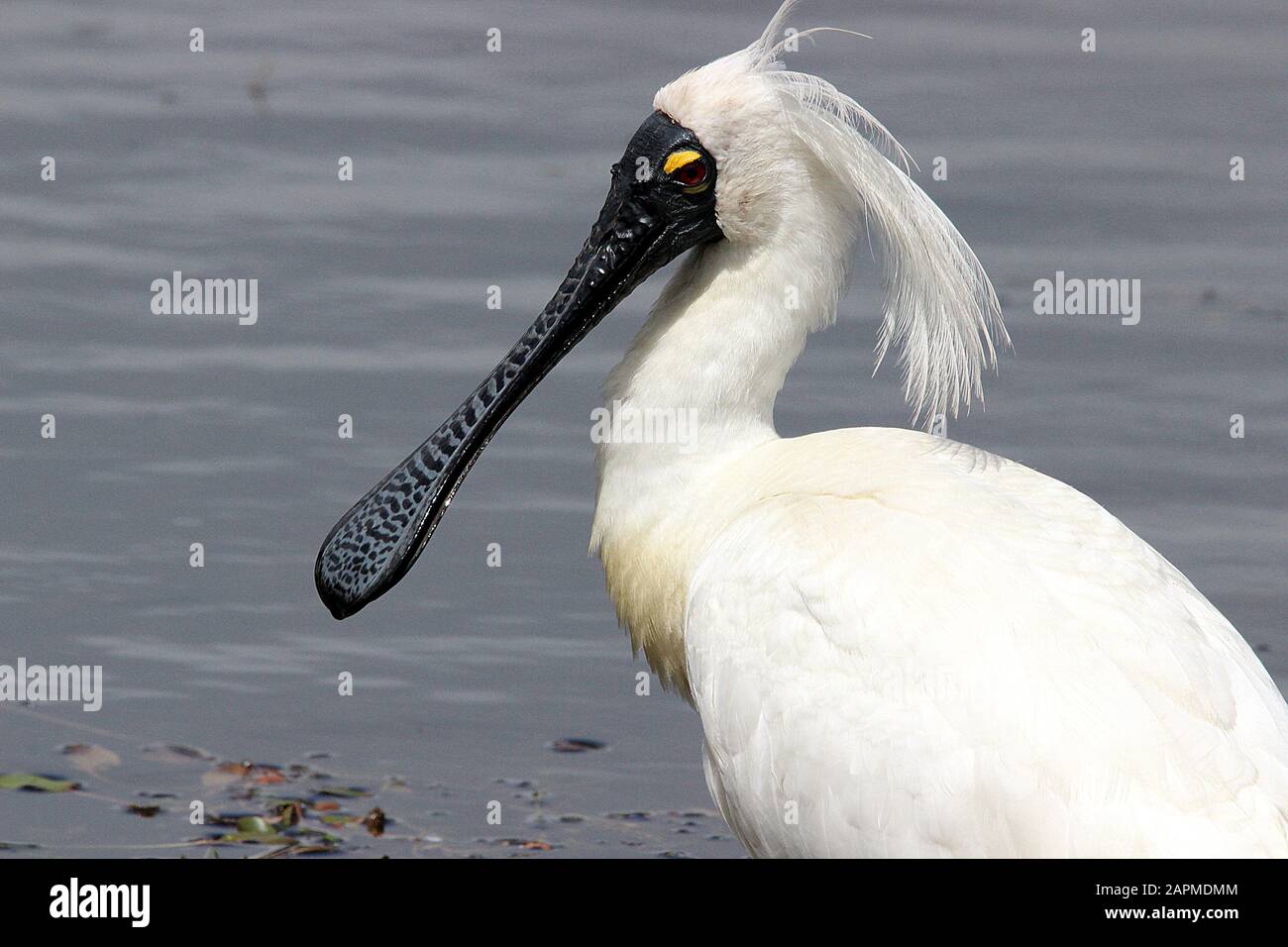 royal spoonbill breeding plumage Stock Photo - Alamy