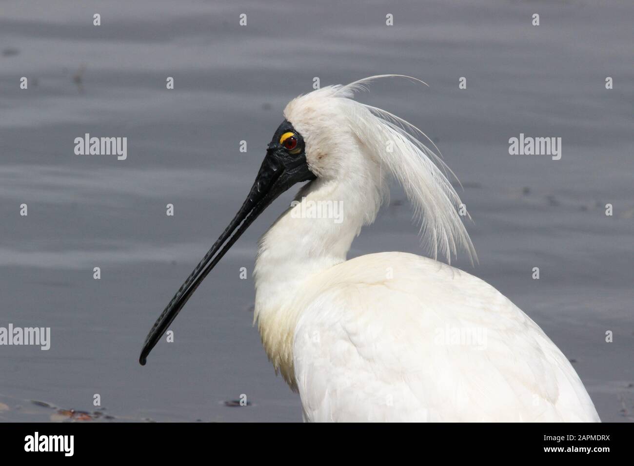 royal spoonbill breeding plumage Stock Photo - Alamy