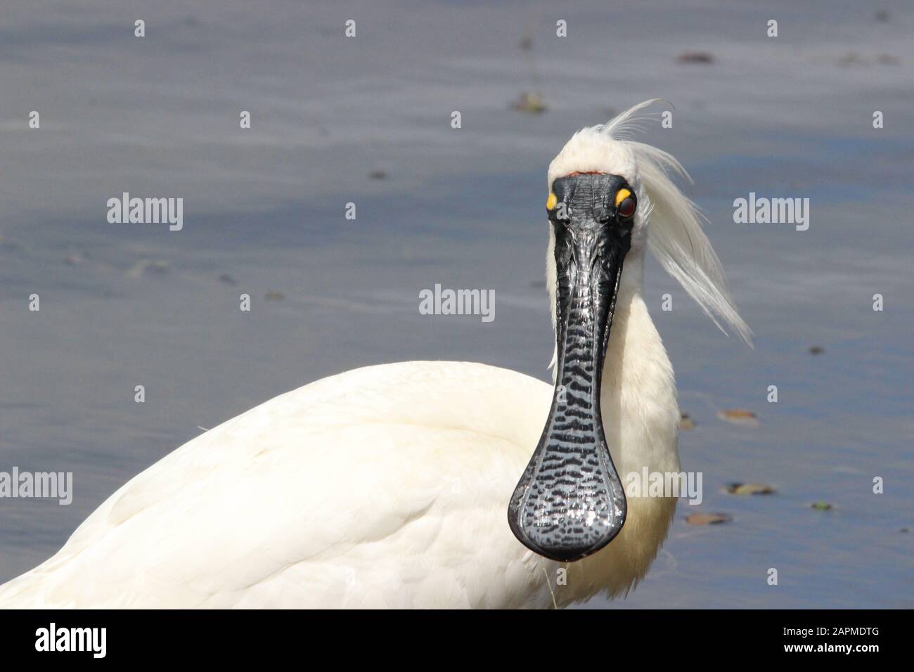 royal spoonbill breeding plumage Stock Photo - Alamy