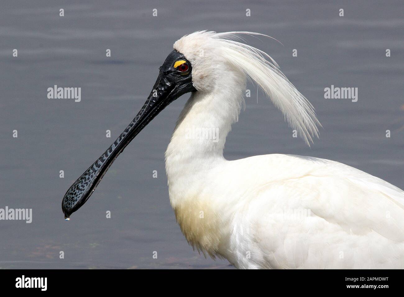 royal spoonbill breeding plumage Stock Photo - Alamy