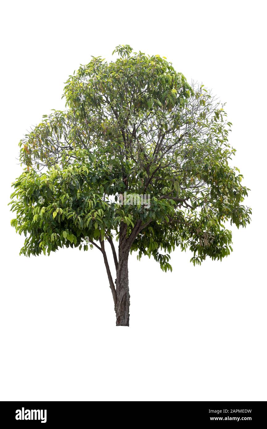 A big tree isolated on white background Stock Photo - Alamy