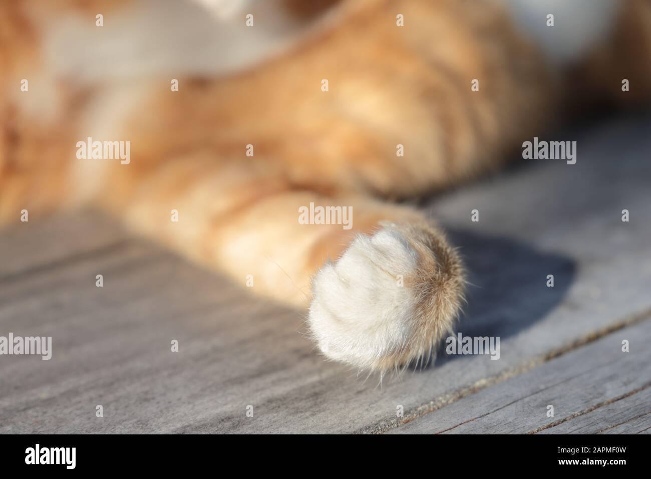 Orange and white cat's paw Stock Photo - Alamy