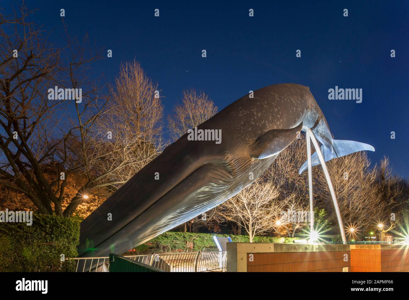 tokyo, japan - january 07 2020: Real size bronze scupture of whale at ...