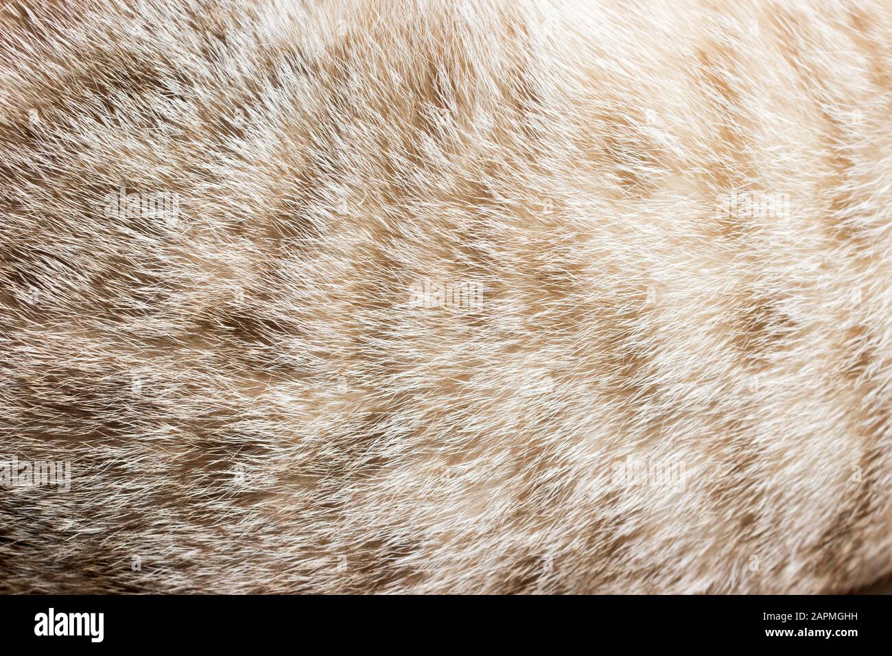 Cat fur close up background texture. Brown abstract stripes Stock Photo ...