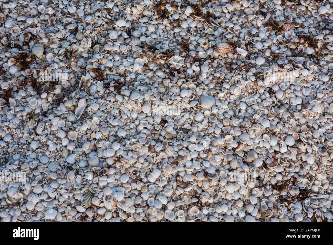 Full of shells hi-res stock photography and images - Alamy