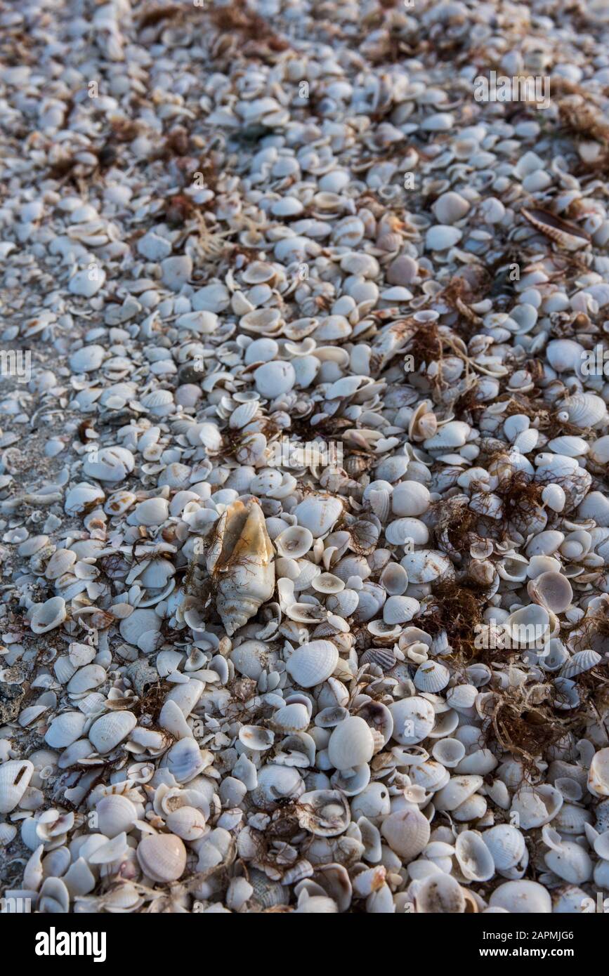 Full of shells hi-res stock photography and images - Alamy