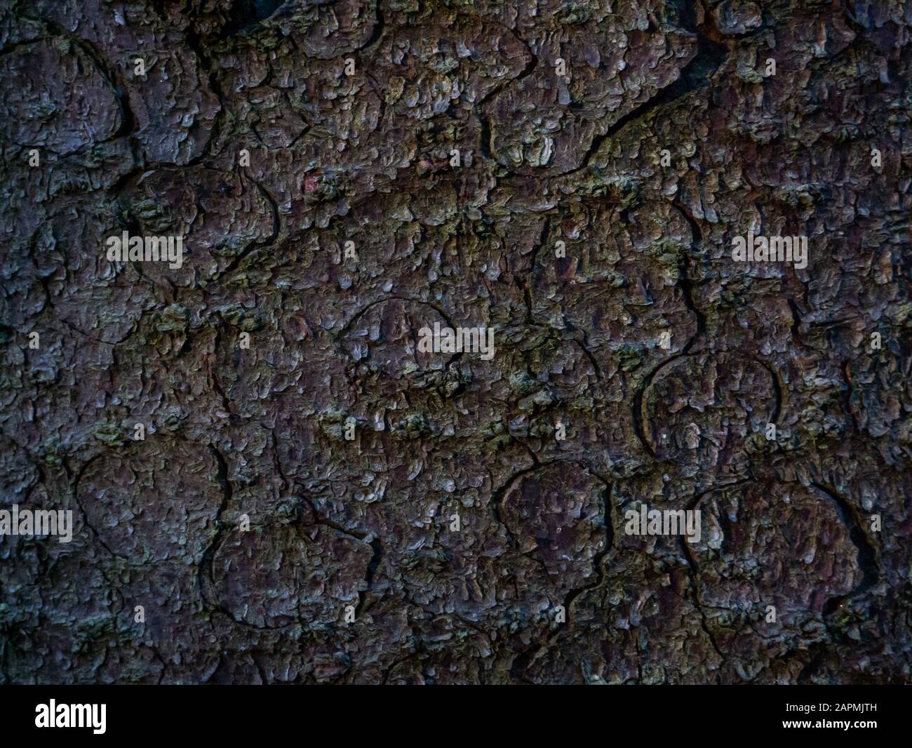 Colorful saturated bark of wood. The woody texture Stock Photo - Alamy