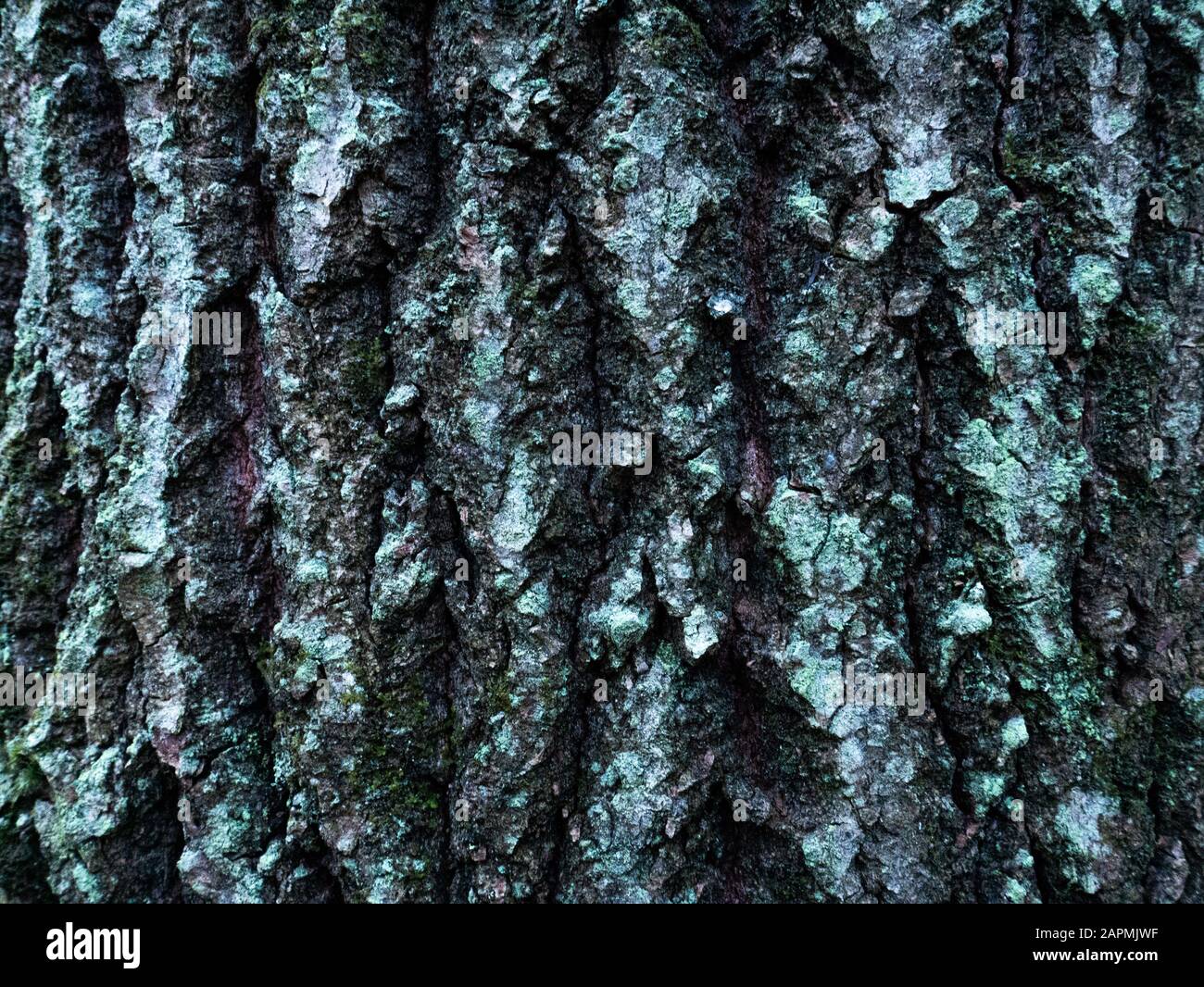 Colorful saturated bark of wood. The woody texture Stock Photo - Alamy