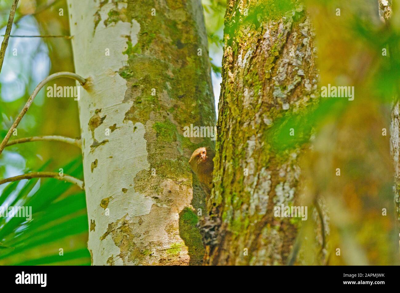 Primate of peru hi-res stock photography and images - Alamy