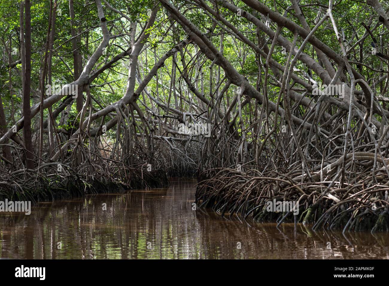 Mangrove swamp yucatan mexico hi-res stock photography and images - Alamy