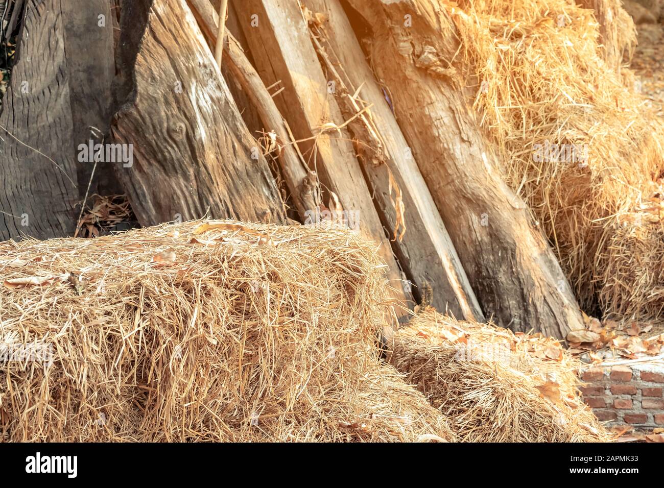 Piled stacks of dry straw collected for animal feed. Dry baled hay ...