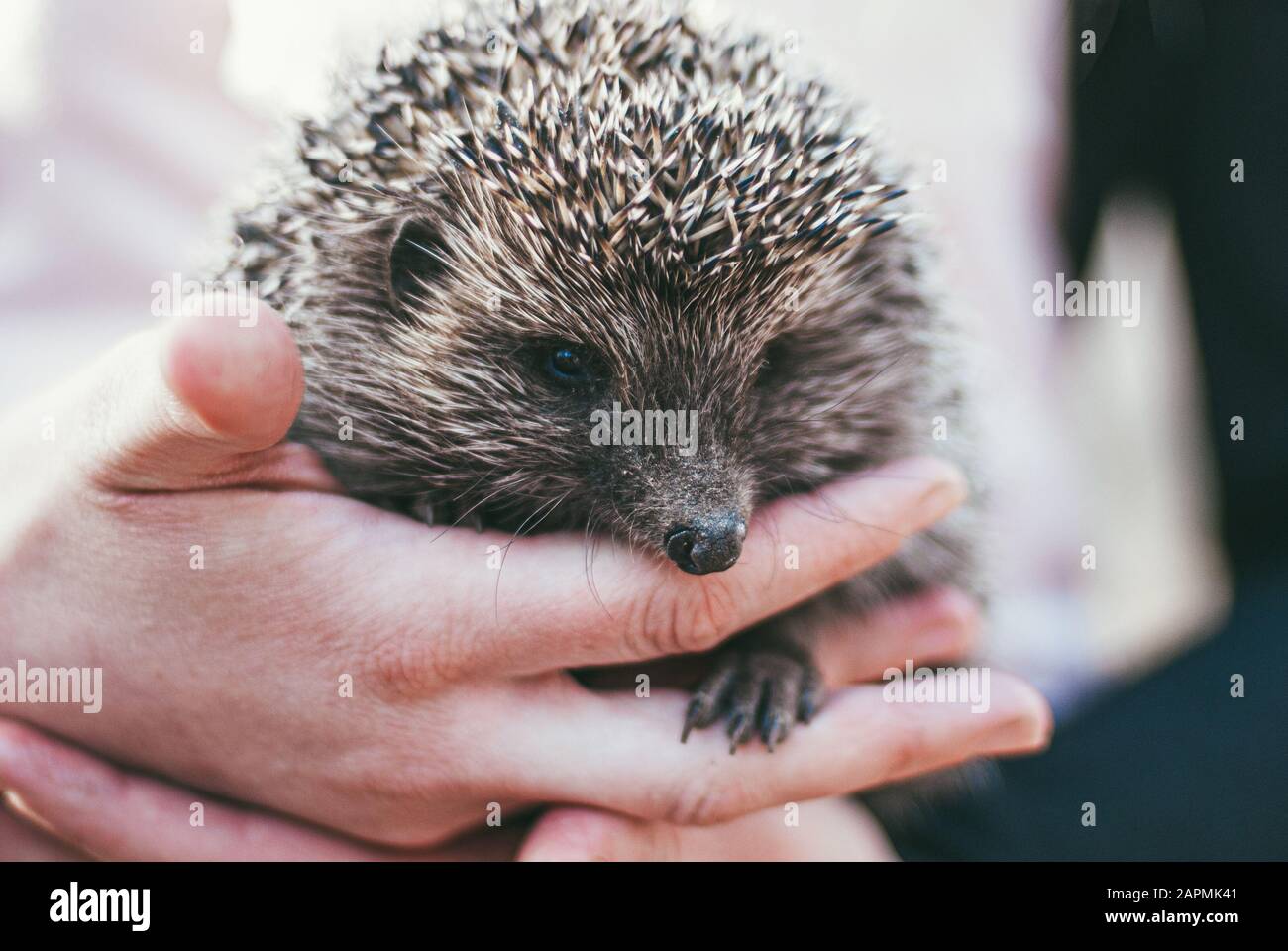 Girl holding a cute forest hedgehog in her hands. He put his little ...