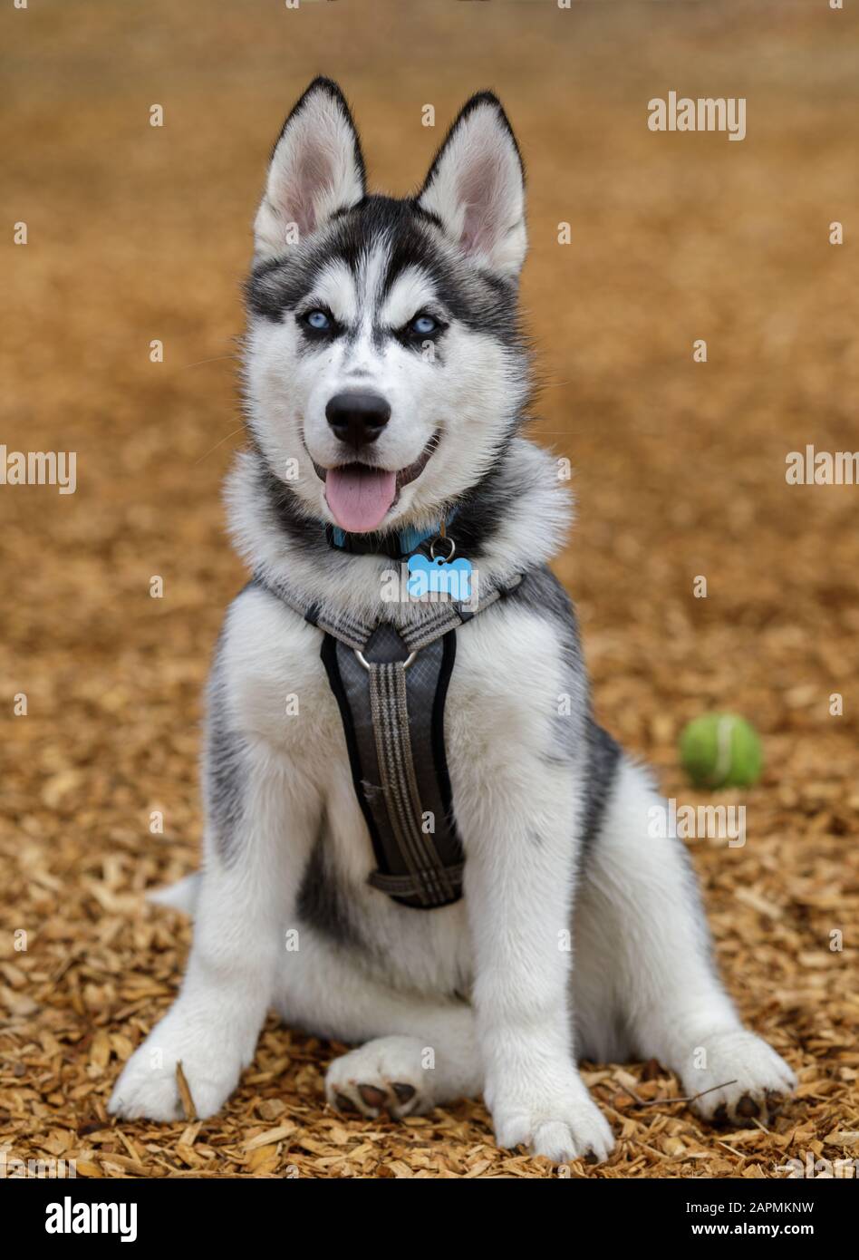 Siberian Husky male puppy Stock Photo - Alamy
