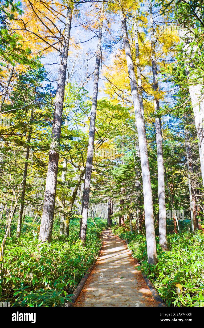 The Kamikochi nature trail in Nagano, Japan Stock Photo - Alamy