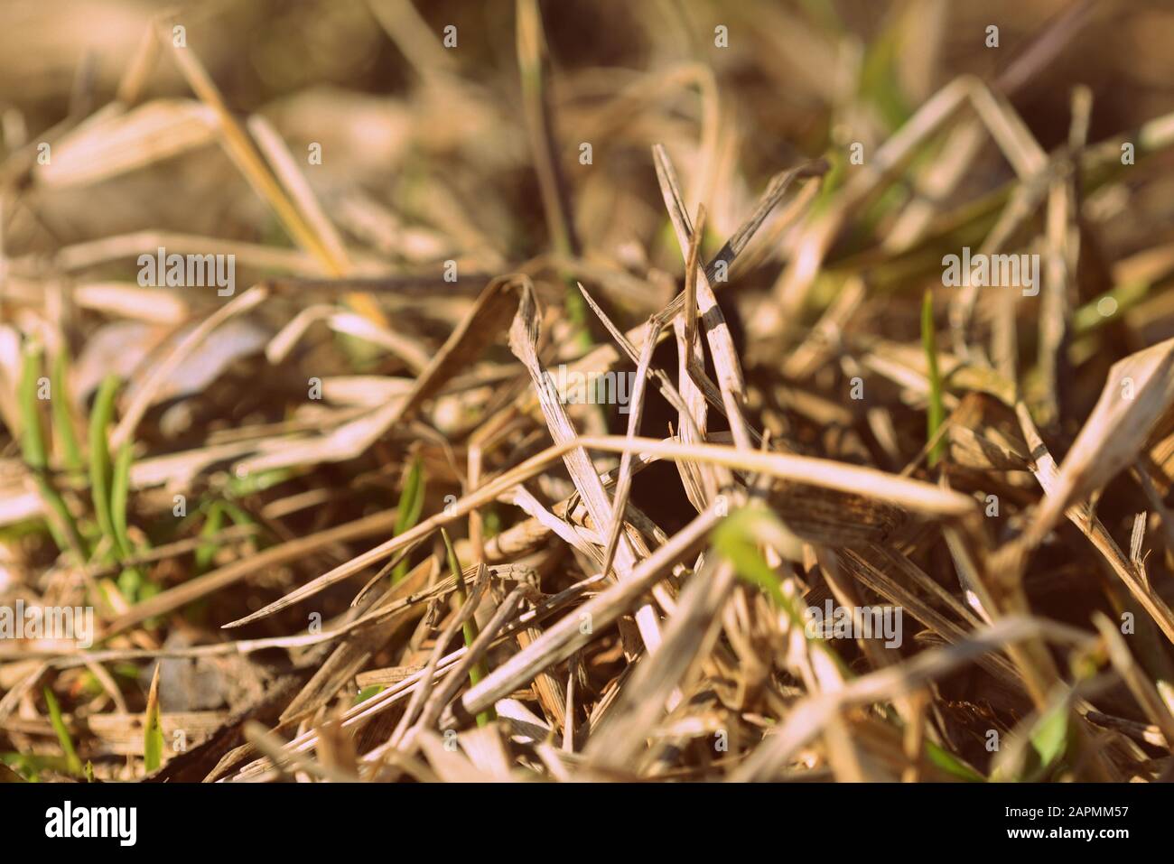 Old dry grass hi-res stock photography and images - Alamy