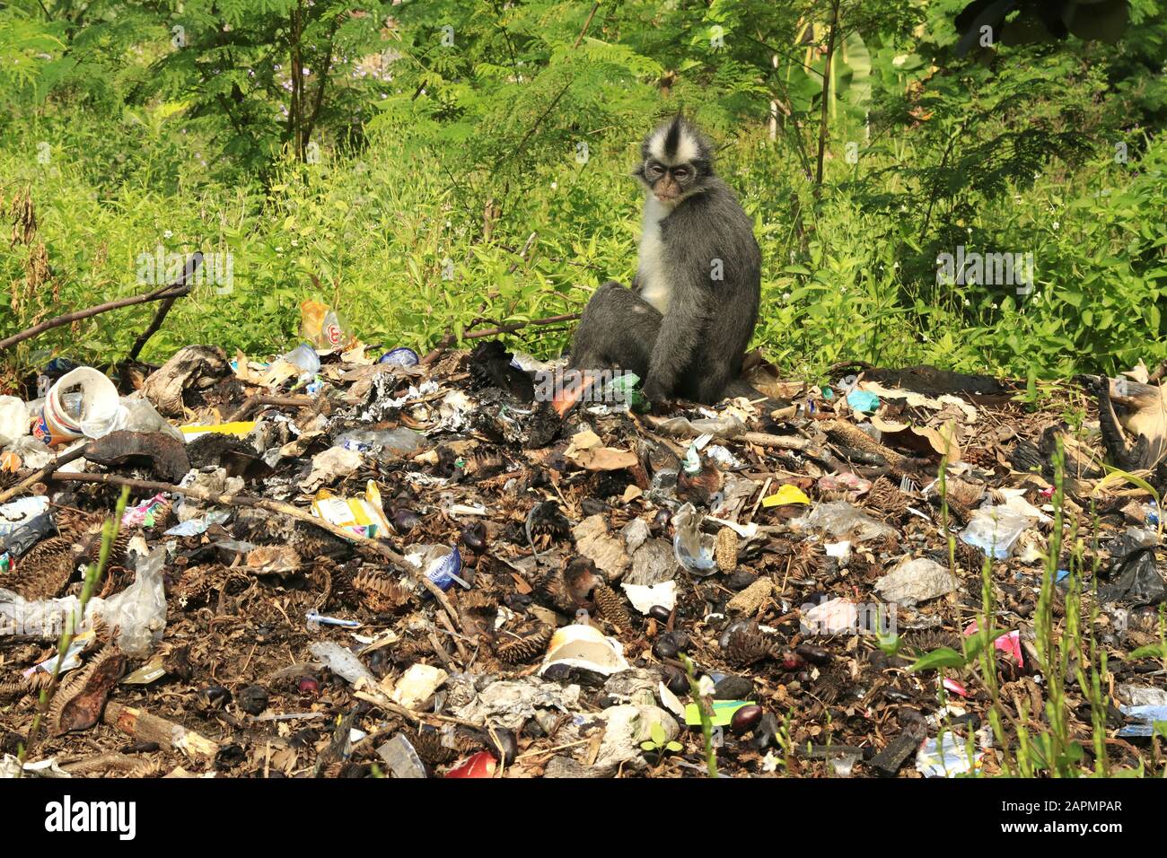 Garbage monkey hi-res stock photography and images - Alamy