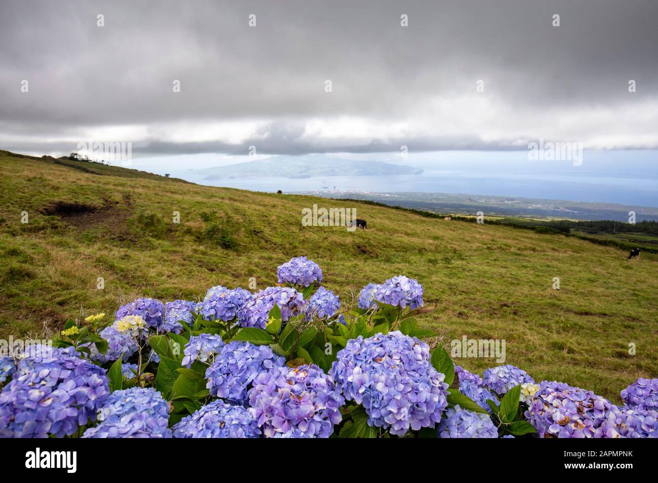 Hydrangea flowers with Faial island in the distance on Pico island in ...