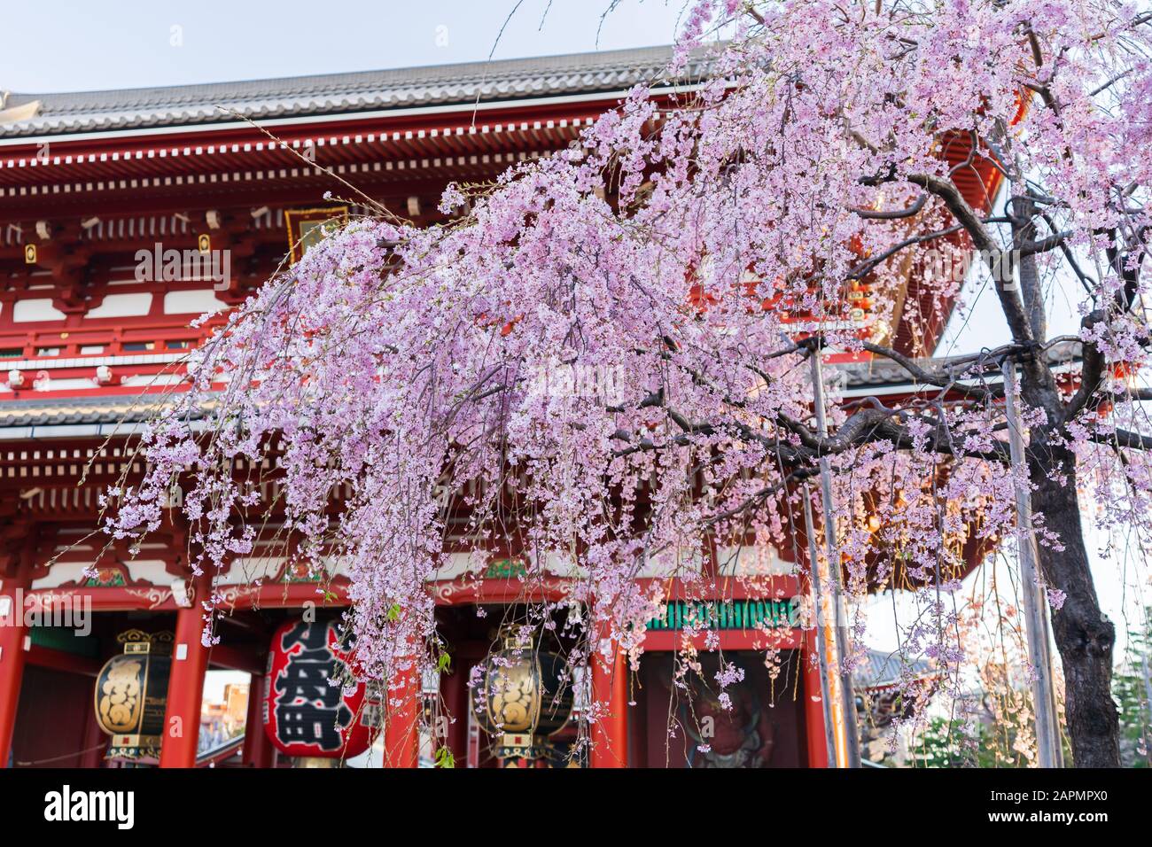 Spring cherry blossoms at Sensoji Temple, Tokyo, Japan Stock Photo - Alamy