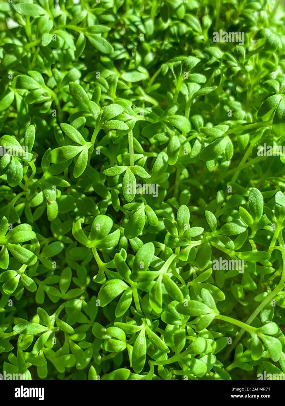 Cress seedlings hi-res stock photography and images - Alamy