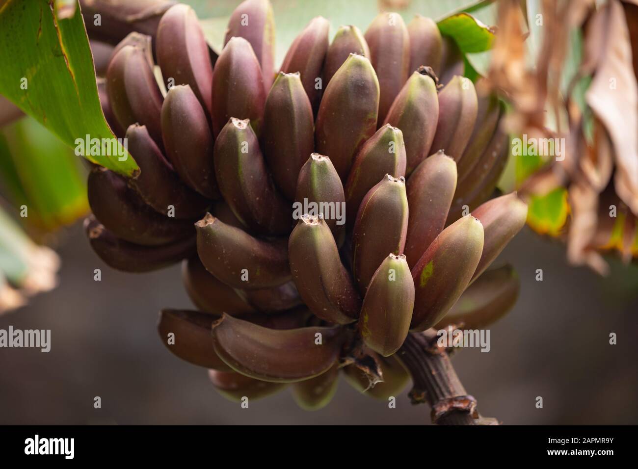 Red banana tree growing hi-res stock photography and images - Alamy