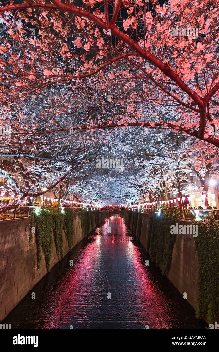 Meguro canal cherry blossom hi-res stock photography and images - Alamy