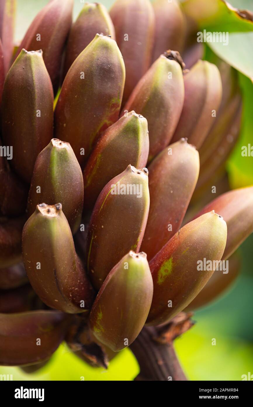 Red banana hi-res stock photography and images - Alamy