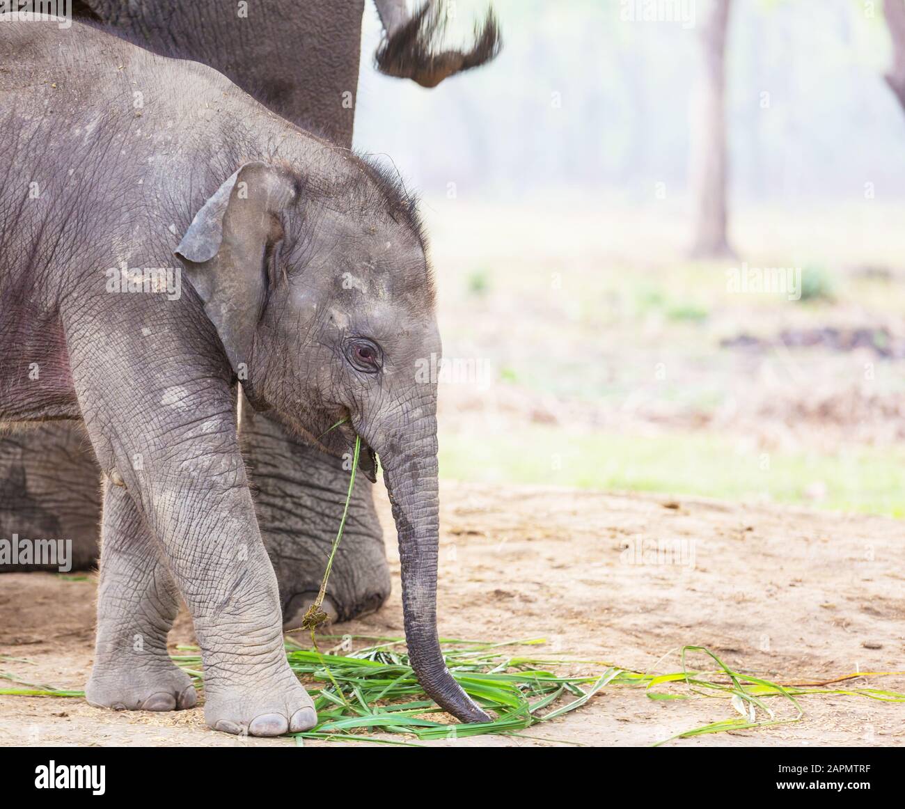Baby elephant in Chitvan National Park, Nepal Stock Photo - Alamy