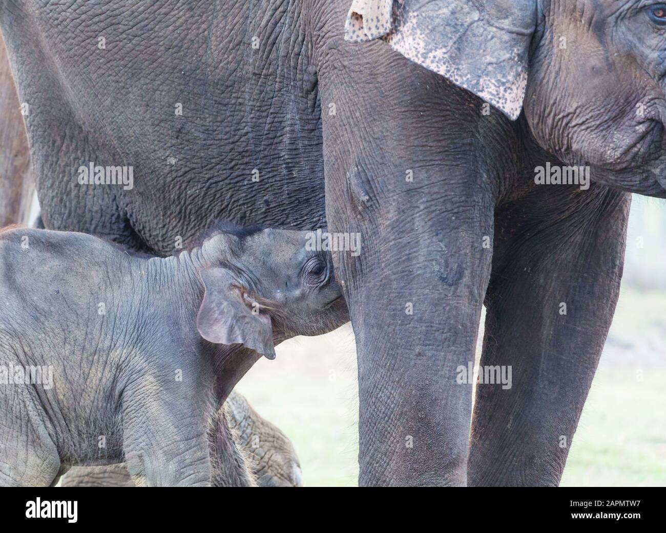 Baby elephant in Chitvan National Park, Nepal Stock Photo - Alamy