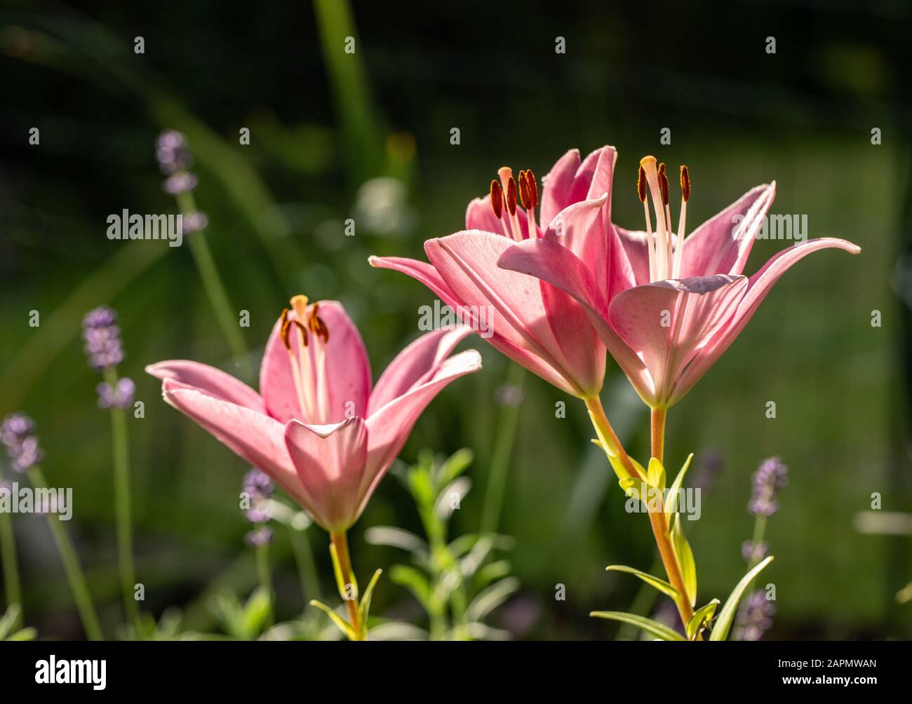 Close-up of pink liles flowers. Common names for species in this genus ...