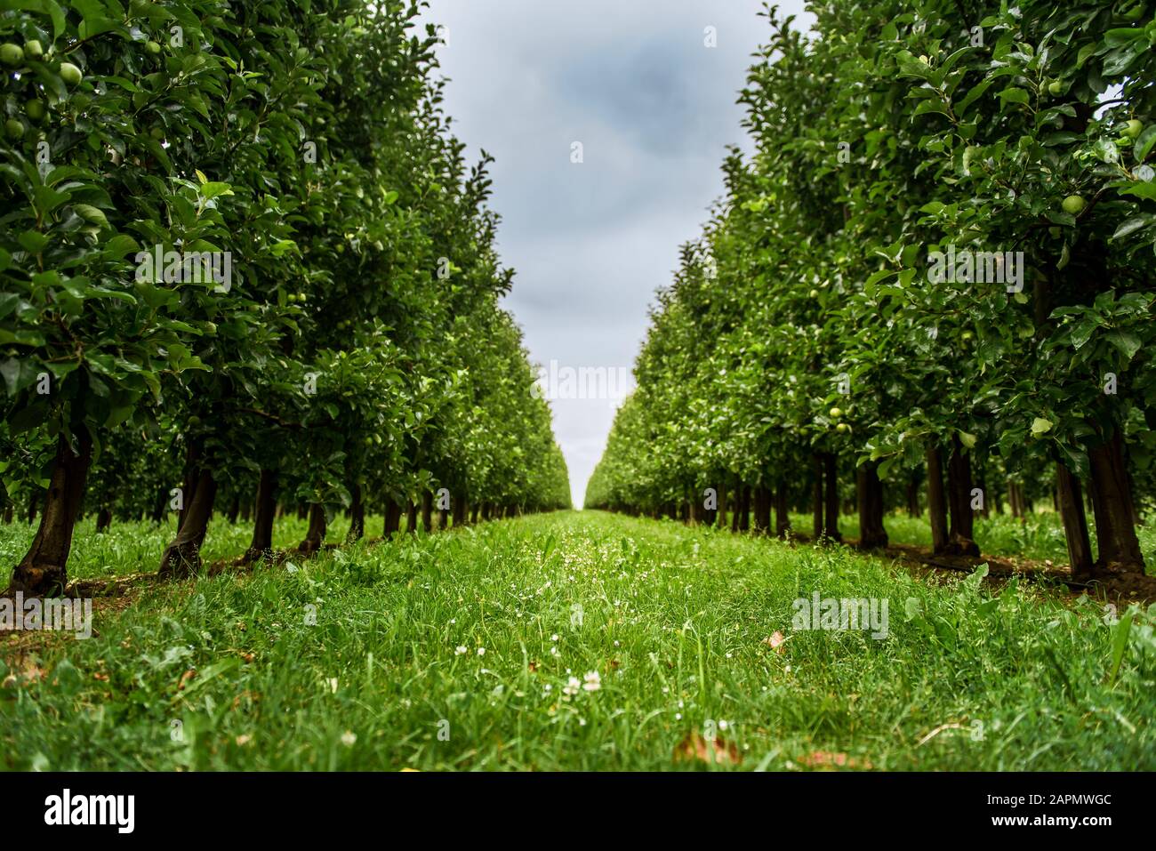 Path in an organic apple orchard with many rows of apple trees on both ...