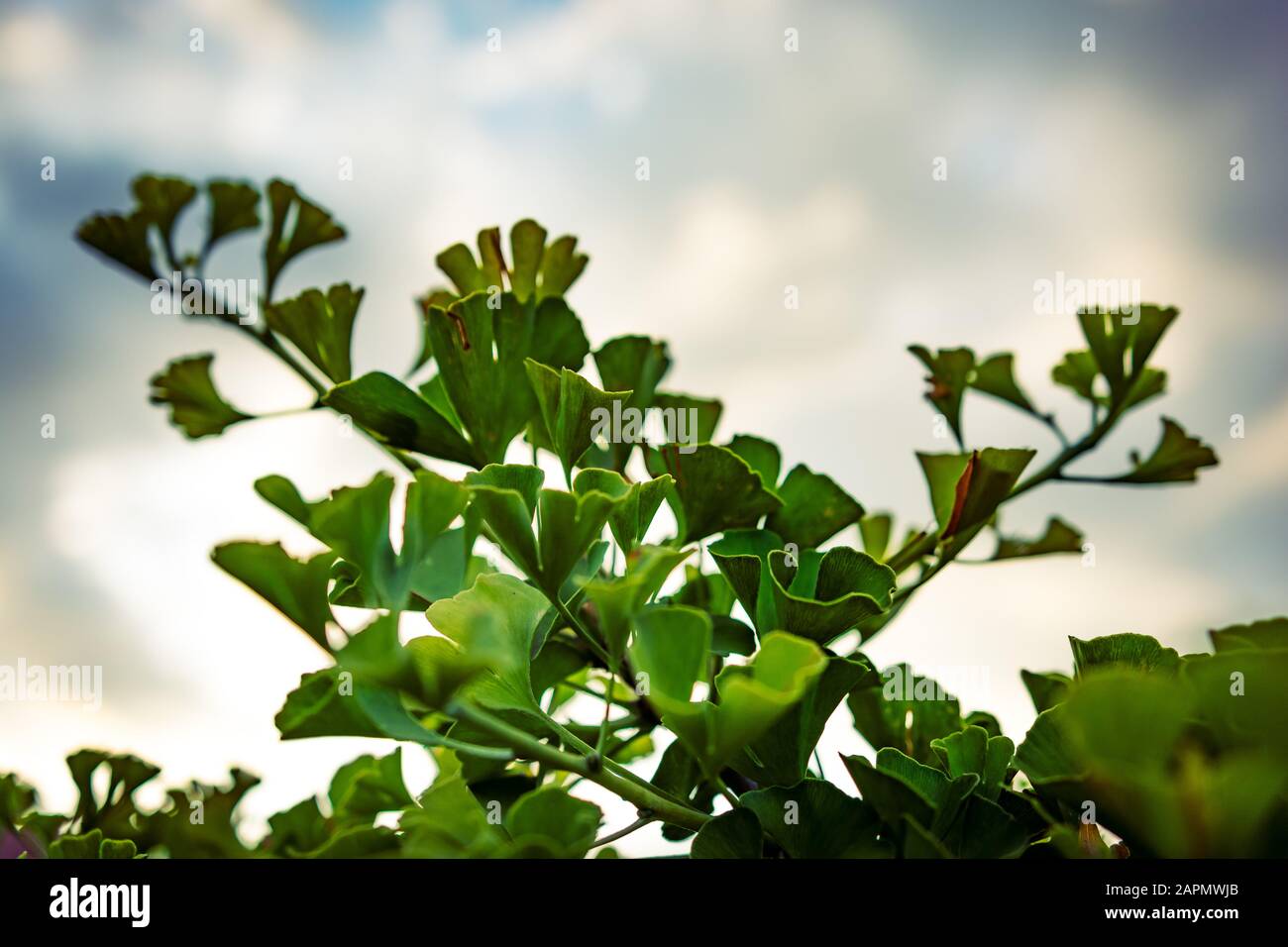 Ginkgo biloba leaves on tree branches (Yin Xing) against cloudy sky ...