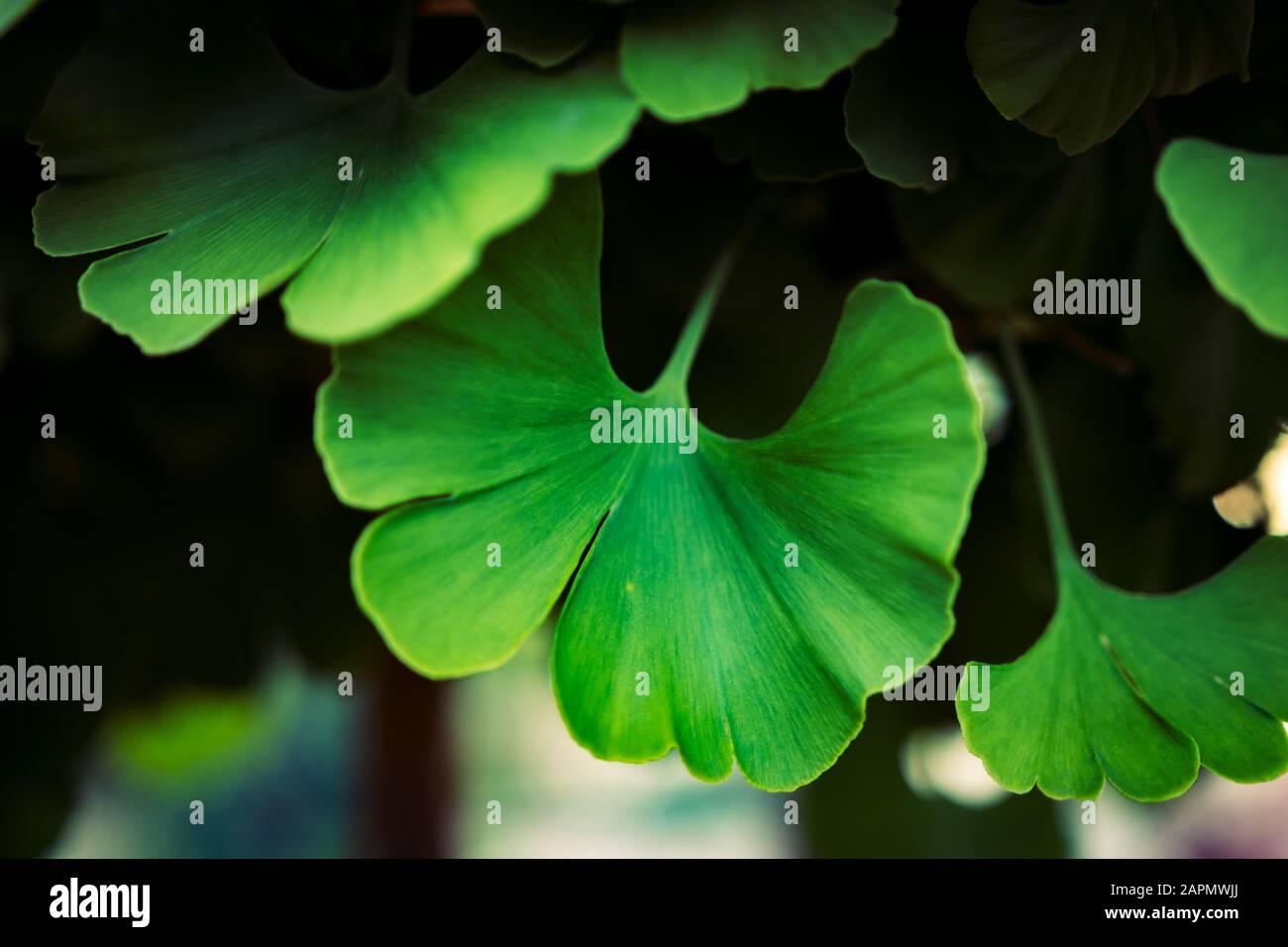 Ginkgo biloba leaves (Yin Xing) in garden. Natural foliage background ...