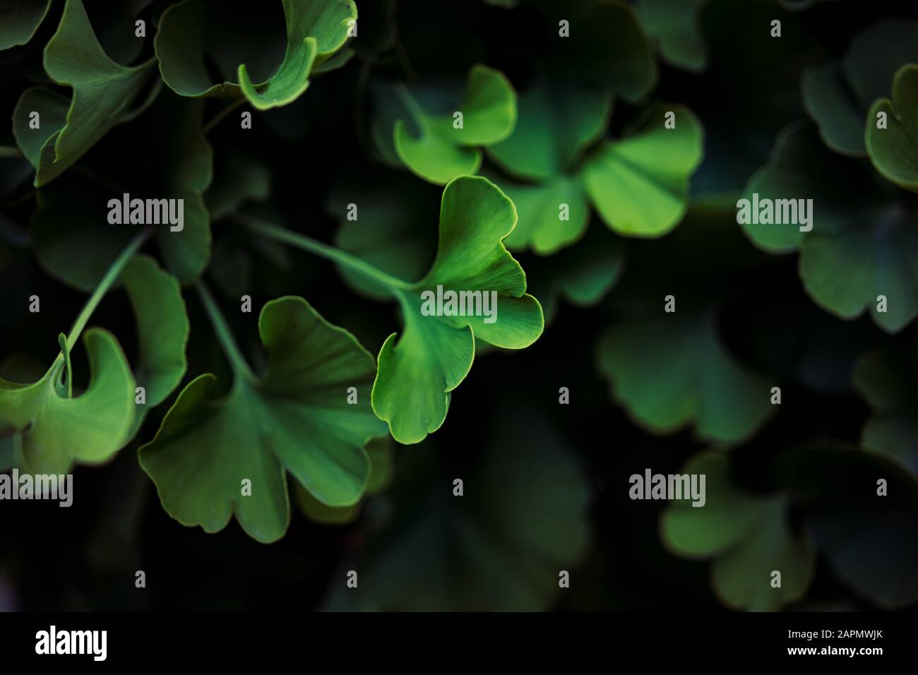 Ginkgo biloba leaves (Yin Xing) in garden. Natural foliage background ...
