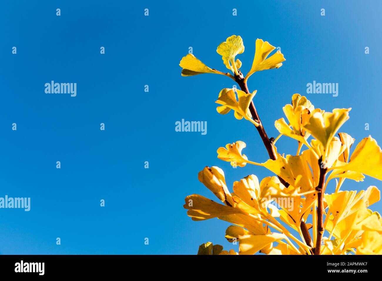 Ying and yang garden hi-res stock photography and images - Alamy