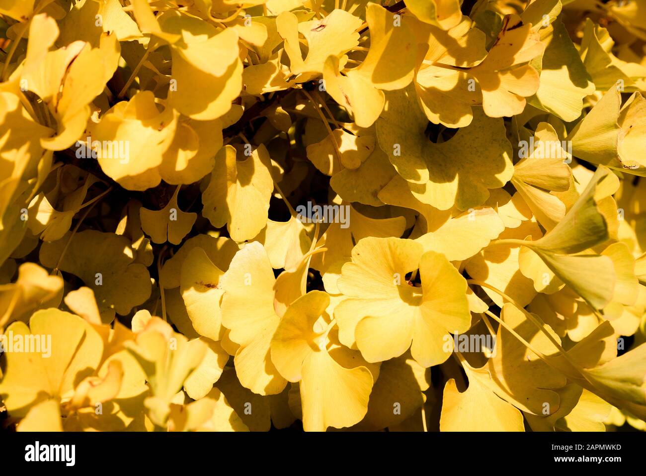 Golden ginkgo biloba autumn leaves (Yin Xing) in a Chinese garden in ...
