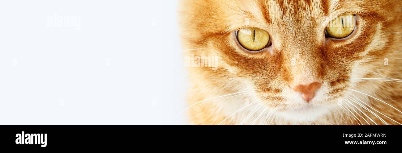 Cute young ginger cat close-up portrait, animal at home, banner format ...