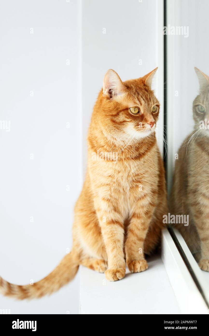 Cute young ginger cat sitting on a windowsill near window, domestic ...