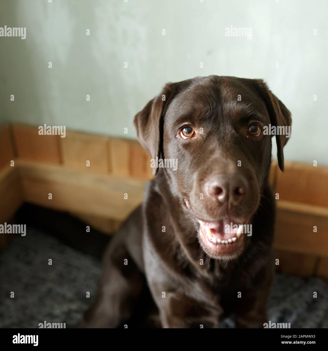 Labrador retriever on bed hi-res stock photography and images - Alamy