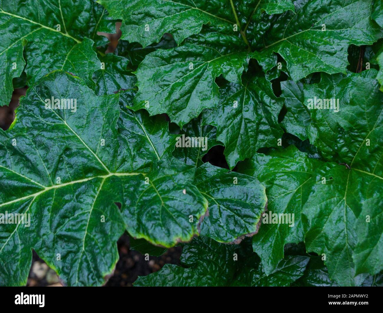 Fibrous structures hi-res stock photography and images - Alamy