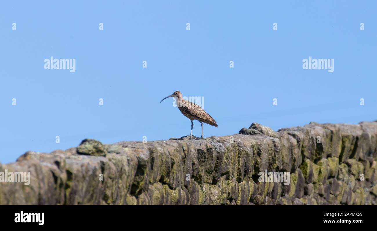 Stone curlew bird hi-res stock photography and images - Alamy