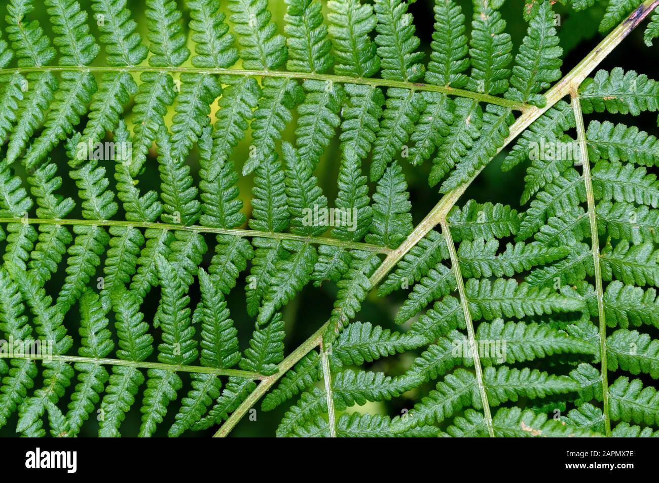 Structure Of Fern Leaf High Resolution Stock Photography and Images - Alamy