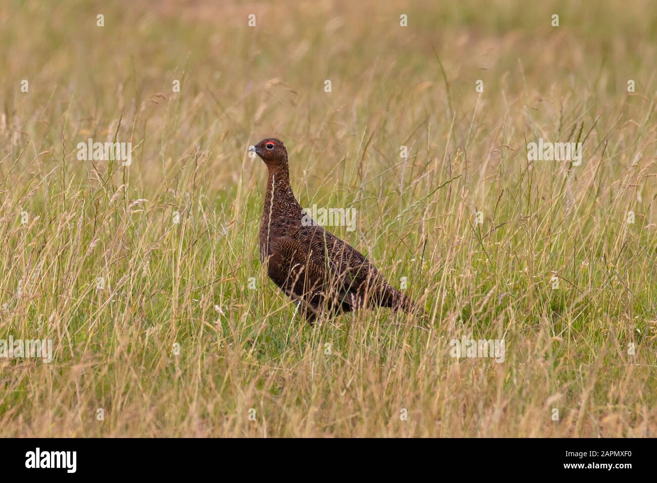 A very aware red grouse cautiously viewing its grassland surroundings ...